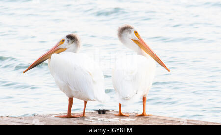 USA, Colorado. Pair of white pelicans Stock Photo - Alamy