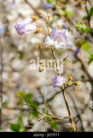 Mauve Flowers of paulownia tomentosa tree, close up Stock Photo - Alamy