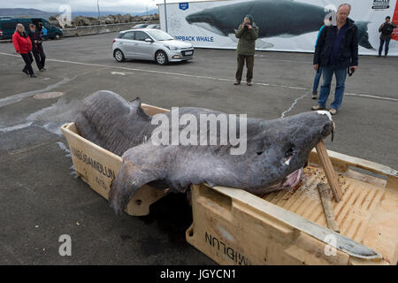Fermented shark, rotten Greenland shark (Somniosus microcephalus), an ...