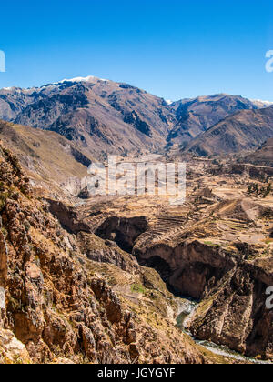 Terrace farming in the Colca Canyon, Canon del Colca, Andes Stock Photo ...