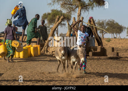 Peul cattle herder using donkeys to fetch water from a well. Senegal ...