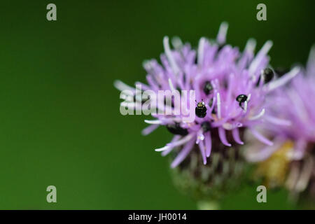 Grain thrips (or thunder-flies) (Limothrips cerealium) on a garden ...
