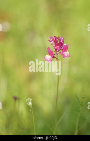 Moroccan toadflax (Linaria maroccana) in bright colour Stock Photo - Alamy