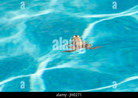 Frog swimming in blue pool water Stock Photo - Alamy