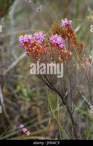 Flower, Nature, Chapada Diamantina, Bahia, Brazil Stock Photo - Alamy