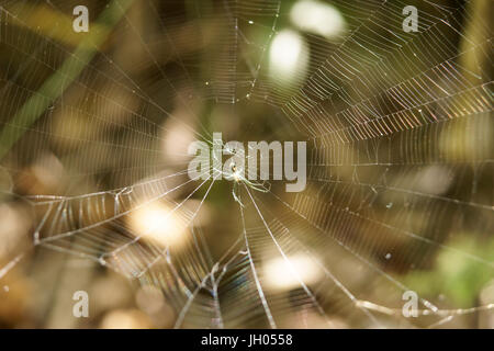Spider's web, Ilha Grande, Rio de Janeiro, Brazil Stock Photo - Alamy