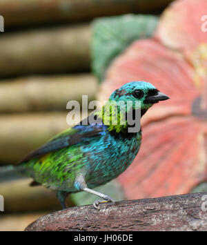 Bird, Seven-colors Male, North Coast, Camburi, São Paulo, Brazil Stock ...