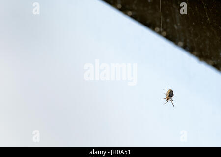 Tiny spider coming down near the window Stock Photo - Alamy