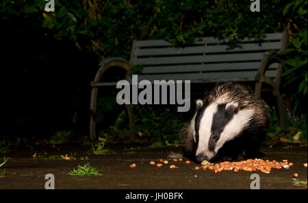 Badger feeding on nuts in sub-urban garden Stock Photo - Alamy