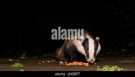 Badger feeding on nuts in sub-urban garden Stock Photo - Alamy