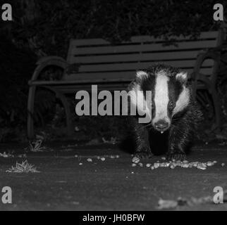 Badger feeding on nuts in sub-urban garden Stock Photo - Alamy