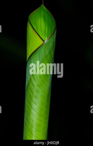 Green rolled up plant's leaf Stock Photo - Alamy
