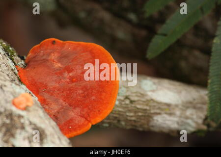 An Orange Bracket Fungus, Pycnoporus sanguineus, Polyporaceae ...