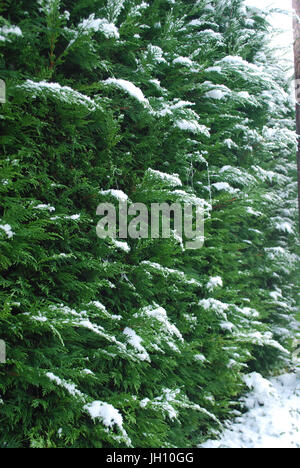 Leylandii hedge covered with snow Stock Photo - Alamy