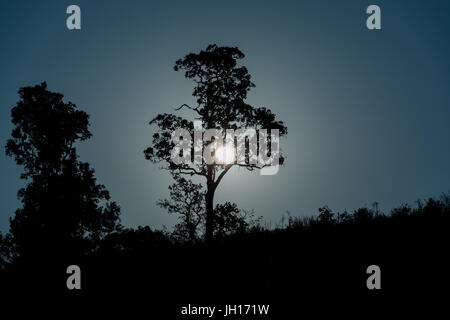Moon behind tree Stock Photo - Alamy