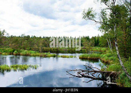 View over water to marshland with trees Stock Photo - Alamy