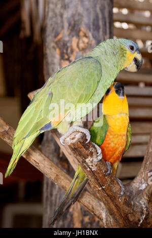 Bird, Parrot-pity-swamp, parrot-Greek, curica, Vassouras, Maranhão ...