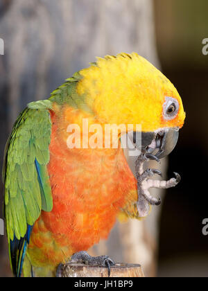 Bird, Jandaia-verdadeira, Vassouras, Maranhão, Brazil Stock Photo - Alamy