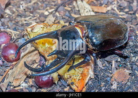 Three horned rhinoceros beetle, Malaysia Stock Photo - Alamy