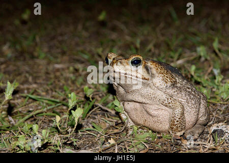 Animal, Puff Marinus, toad, Lençois, Atins, Maranhão, Brazil Stock ...