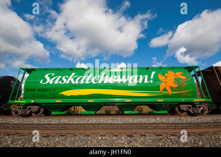 Canadian Pacific railroad grain cars loading wheat from the Alberta ...
