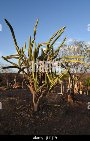Caatinga landscape with a mandacaru (Cereus jamacaru), common cactus in ...