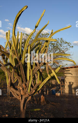 Caatinga landscape with a mandacaru (Cereus jamacaru), common cactus in ...