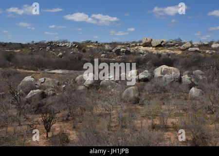 dry trees, 2017, Caatinga, Boa Vista, Paraíba, Brazil Stock Photo - Alamy