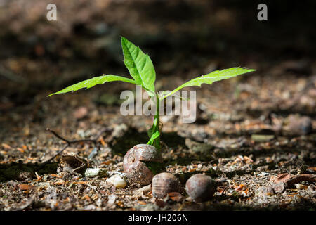 Start of a young forest: a Northern Red Oak tree seedling from a acorn on the forest floor lit ...