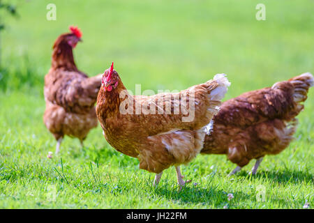Hens on a traditional free range poultry organic farm grazing on the ...