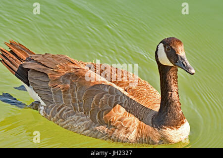 Closeup shot of a Canadian goose Stock Photo - Alamy