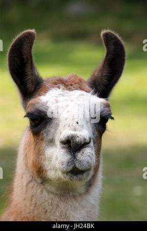 Merlet wildlife park. llama Stock Photo - Alamy
