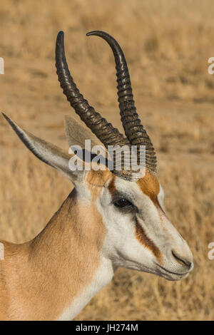 A springbok, Antidorcas marsupialis, an antelope in the flowers in ...