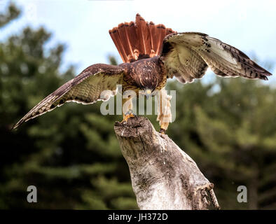 Red Tailed Hawk finding food on a perch Stock Photo - Alamy