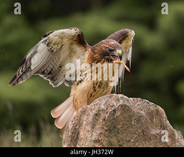 Red Tailed Hawk finding food on a perch Stock Photo - Alamy