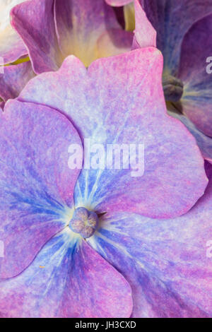 Single hydrangea flower Stock Photo - Alamy