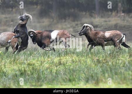 Mouflon | usage worldwide Stock Photo - Alamy