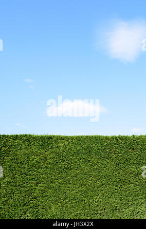 A trimmed cedar hedge under a blue sky with a white cloud Stock Photo ...