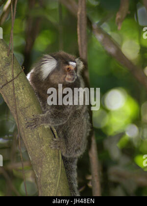 Animal, monkey, Sagui, soim, capuchin monkey, Bread Sugar, City, Rio de ...