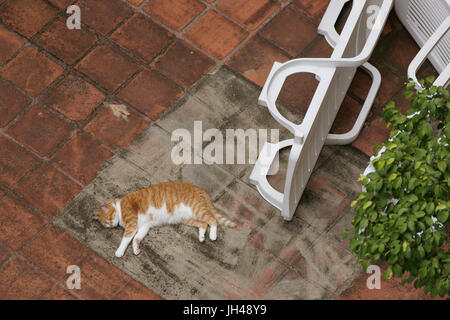 Animal, cat, sleeping, City, Rio de Janeiro, Brazil Stock Photo - Alamy