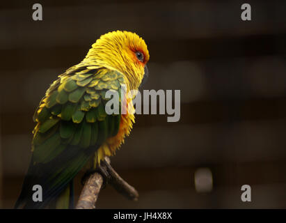 Bird, Jandaia-true, OiseauxFoz, Foz Iguaçu, Brazil Stock Photo - Alamy