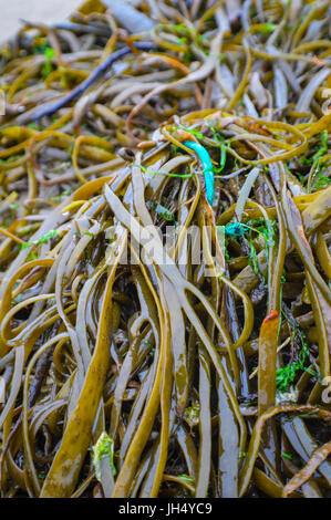 Marine litter (discarded fishing lines Stock Photo - Alamy