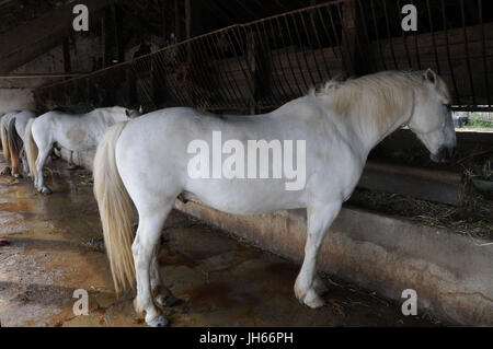 Stable, horses, 2017, Saint Marie de la Mer, Camargue, France Stock ...