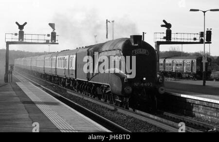 Main line steam train speeding through Chippenham station hauled by ...