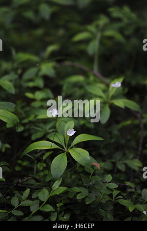 Paris guadrifolia (melanthiaceae) flower in the spring forest Stock ...
