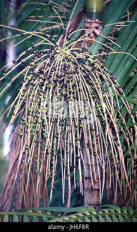 Bunch of acai Stock Photo - Alamy