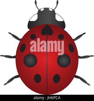 Ladybug or ladybird, red with black spots beetle, winged flying insect ...