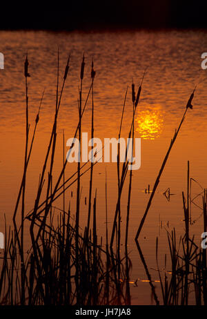 Stan Coffin Lake, Quincy Lakes Unit - Desert Basin Wildlife Area ...