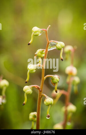 A beautiful small white marsh flower after the rain. Shallow depth of ...