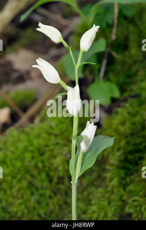 White Helleborine - Cephalanthera damasonium A Woodland Orchid Stock ...